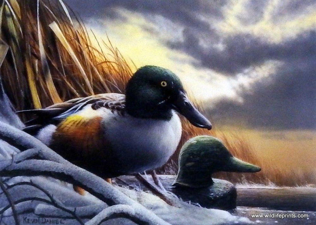 1997 Minnesota Duck Stamp Print by Kevin Daniel Image 9" X 6.75" - Etsy
