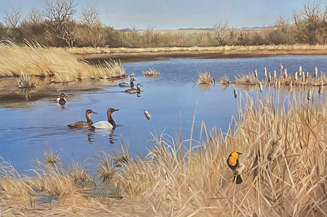 Maynard Reece, the Marsh Duck Waterfowl Print S/N Art Prijnt - Etsy