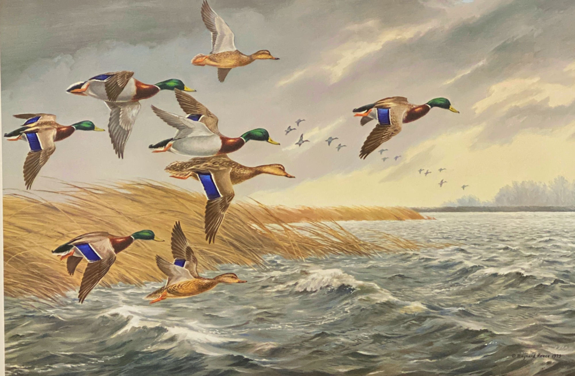 Maynard Reece Windy Day Mallards Ducks Waterfowl S/N Art Print 27 X 18 ...