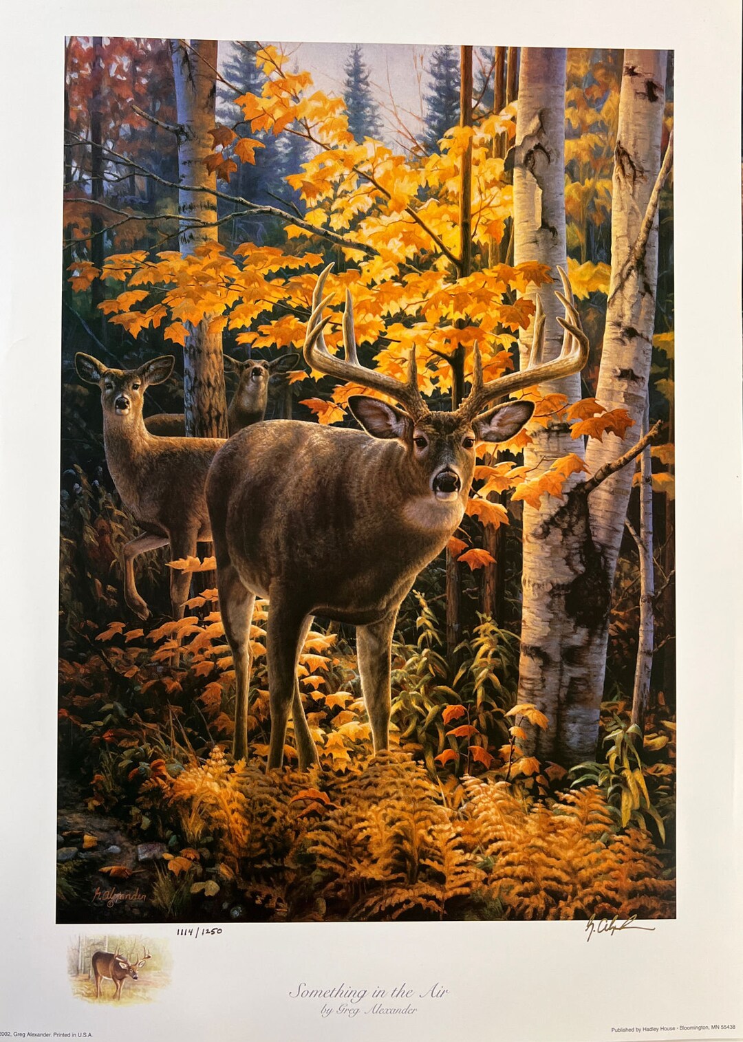 Greg Alexander Whitetail Deer S/N Art Print Something in the Air (13 ...
