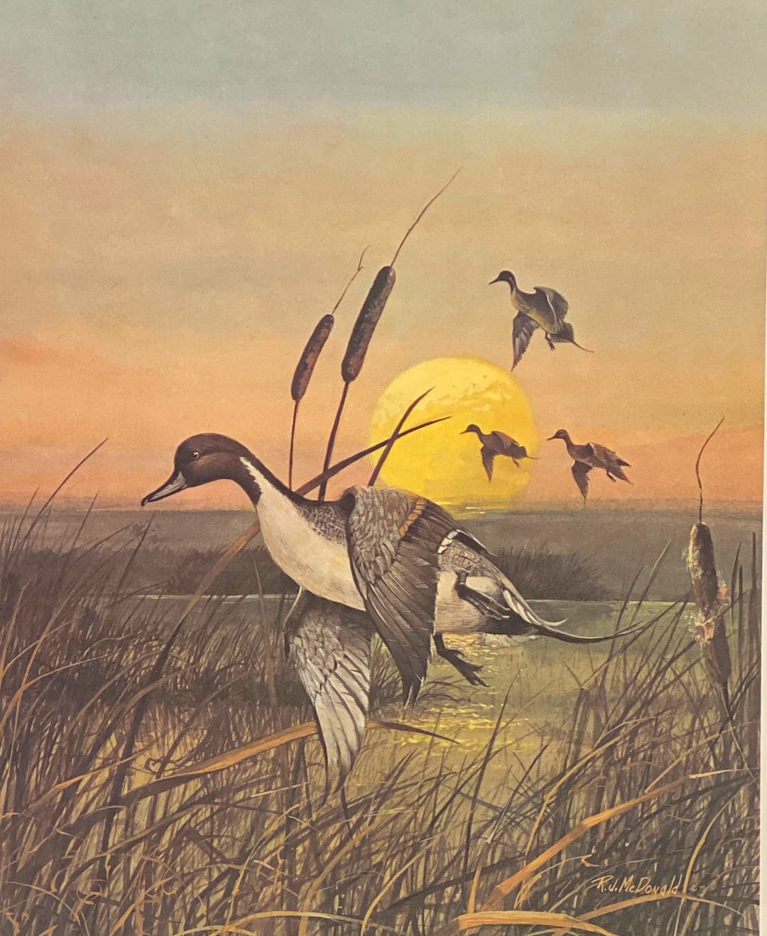 R.J. Mcdonald Prairie Pintails S/N Art Print 16 X 19.5 - Etsy