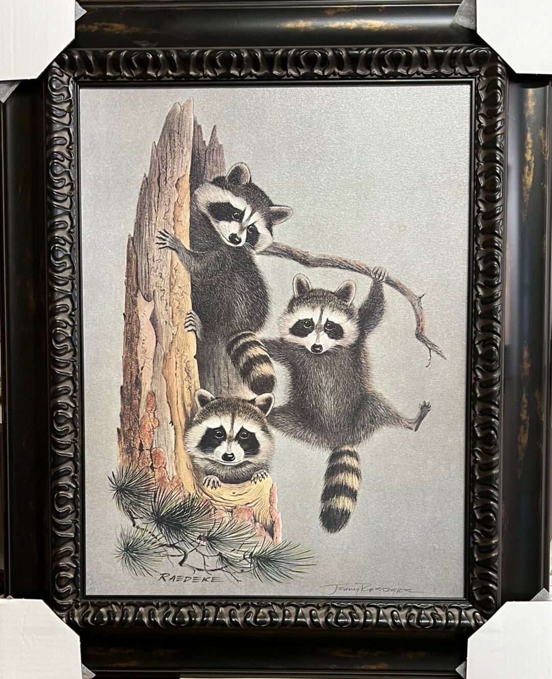 Jerry Raedeke Hanging Out Racoon Signed Art Print 22.5 X 27.5 - Etsy