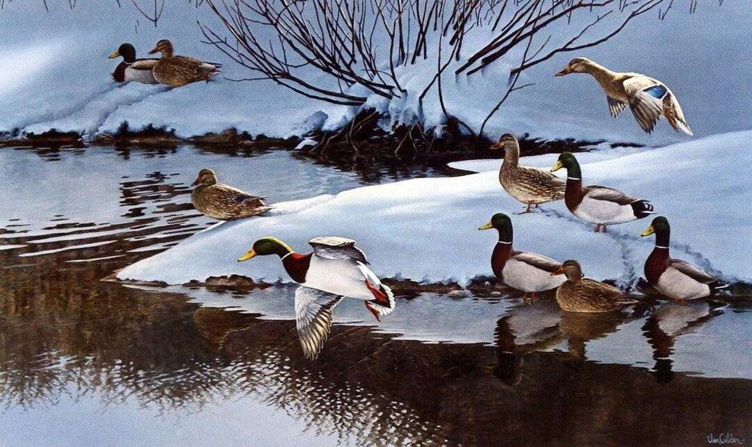 Ron Van Gilder the Gathering- Mallards - 25"x15" Signed/numbered - Etsy