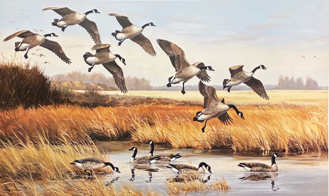 Maynard Reece S/N Canadian Geese Art Print the Quiet Place With Cert ...