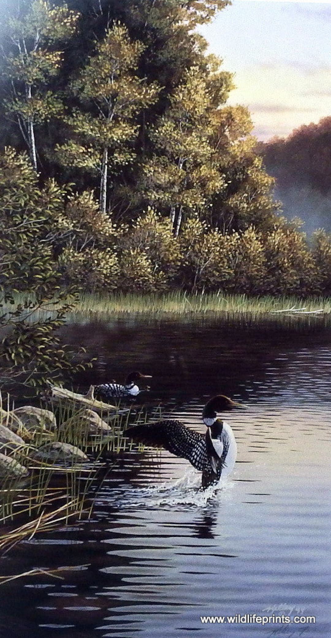 Wings at First Outing Loon Art Print by Rick Kelley Signed Image 14" X ...