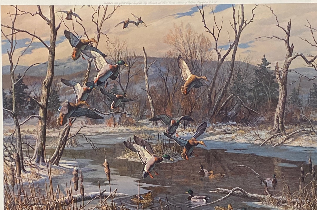 Harry Curieux Adamson S/N Duck Art Print Winter Idyll-mallards (25"x16 ...