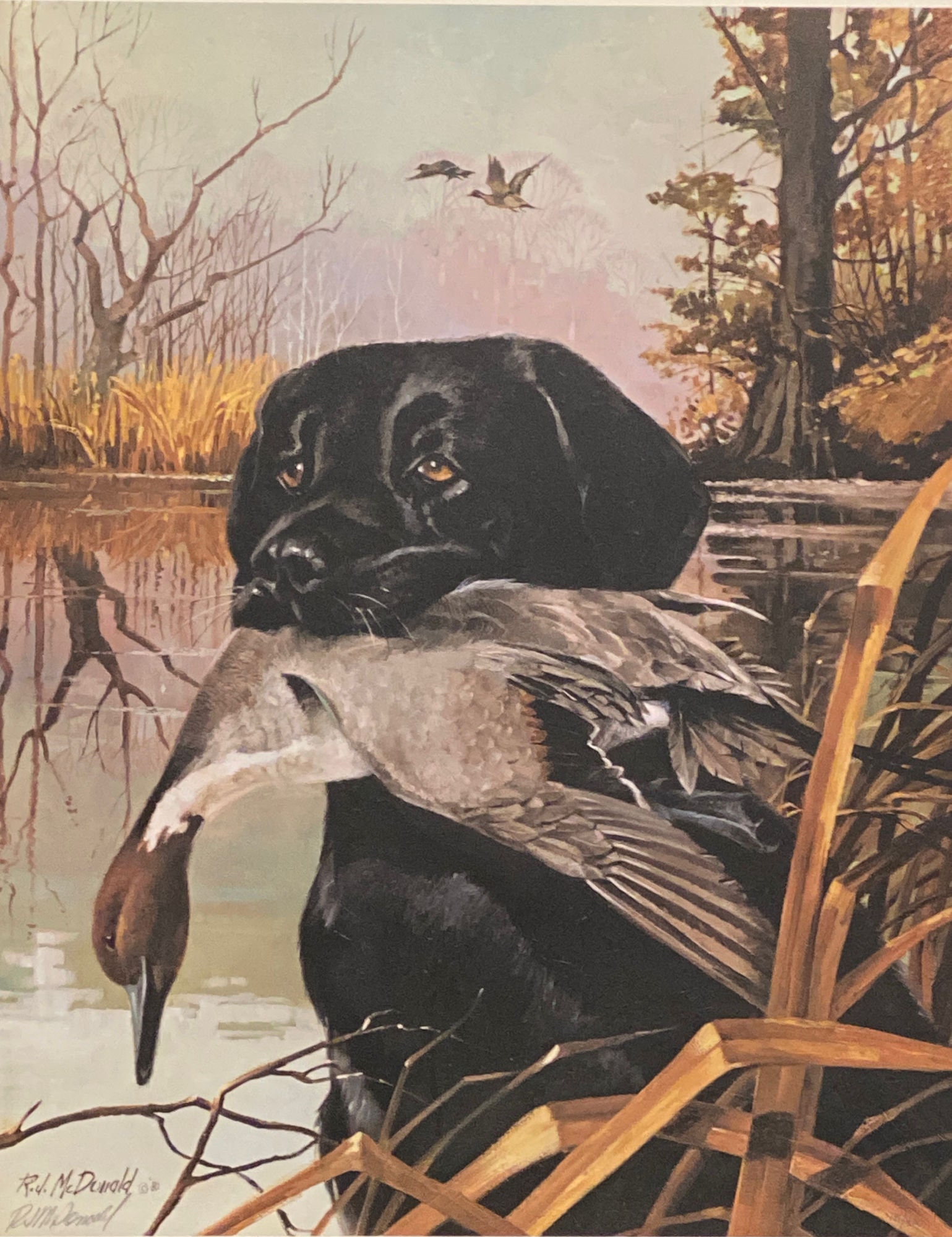 Black Lab Hunting