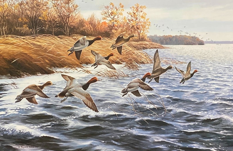 Maynard Reece Signed/numbered Duck Art Print Along the Shore-redheads ...