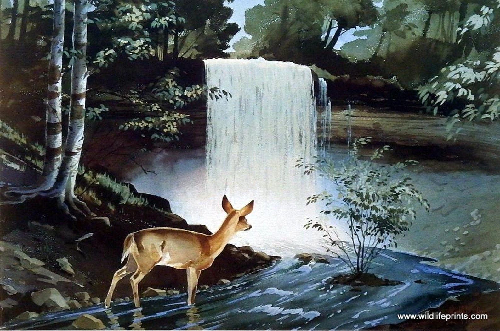 Les Kouba Signed Deer Minnehaha Falls Art Print 12 X 8 - Etsy