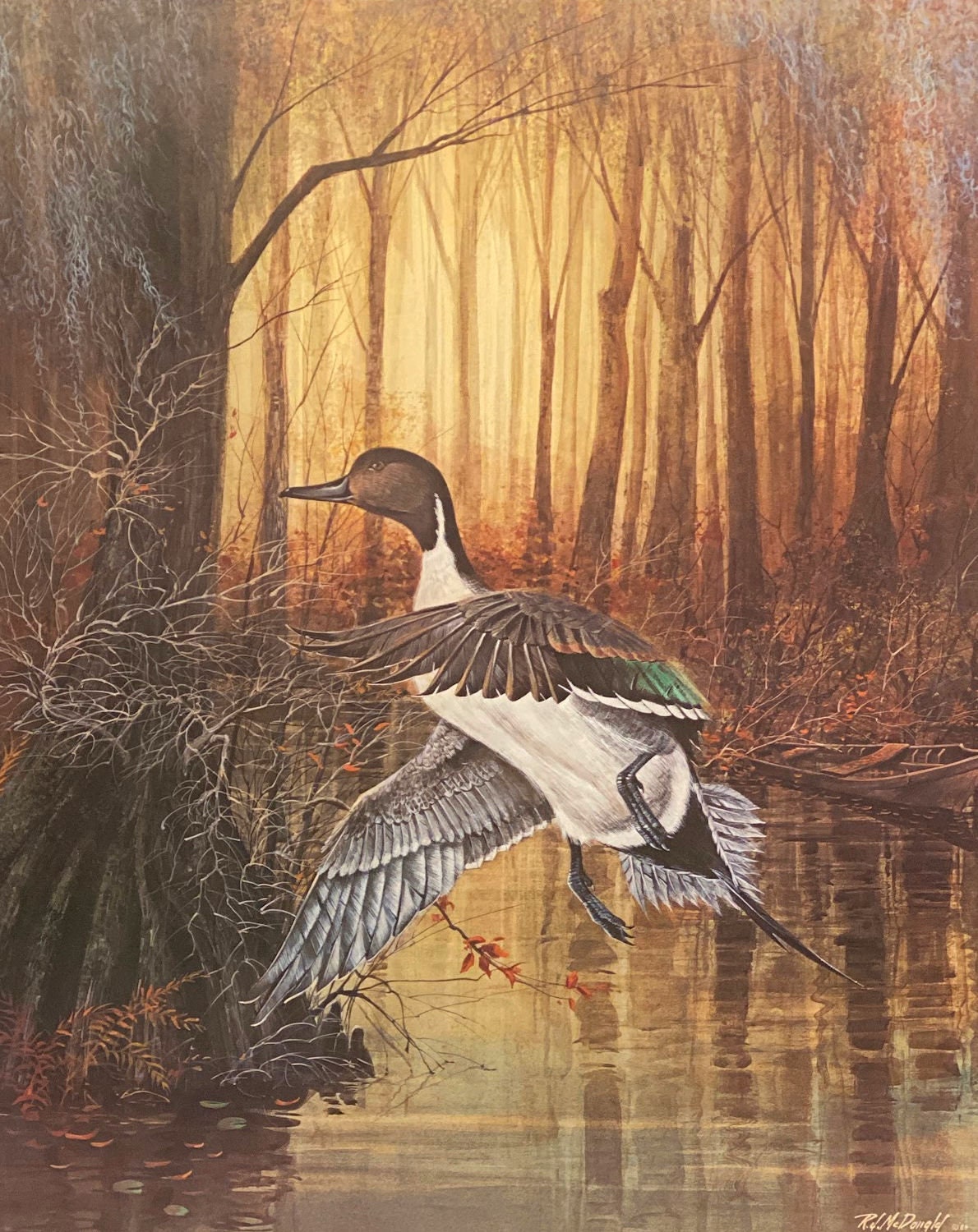 Pintail Duck Paintings
