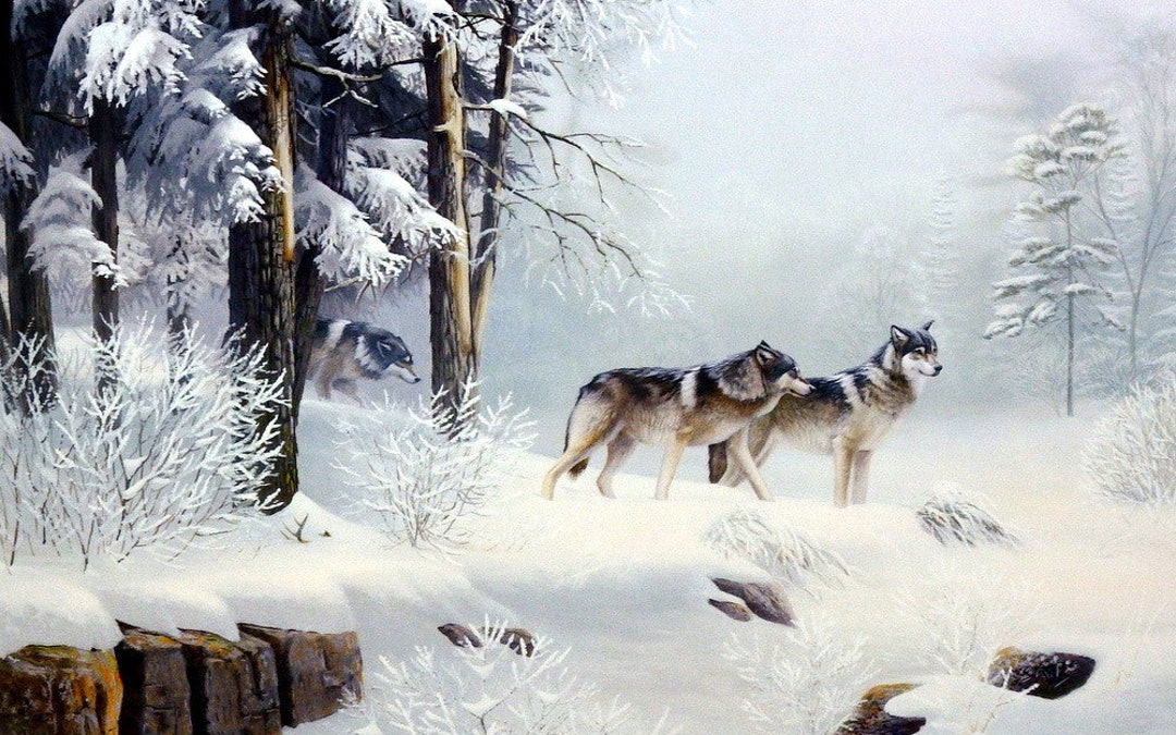 Leo Stans Wolves Print-s/n Morning Solitude Art Print 21.5 X 13.5 - Etsy