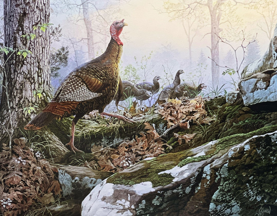 Al Agnew Wild Turkey Signed Art Print Spring Beauties (22"x17") - Etsy