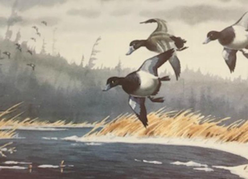 Les Kouba Bluebill Duck Art Print - Etsy