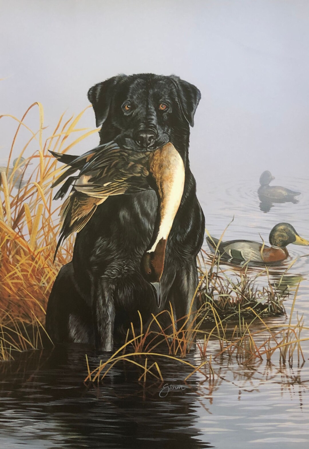 Scot Storm Black Lab Hunting Dog Art Print A Mouthful Art Print (7x10 ...