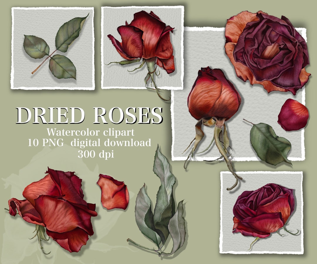 Dried Roses Watercolor Clipart Dry Roses Digital Download Stickers ...