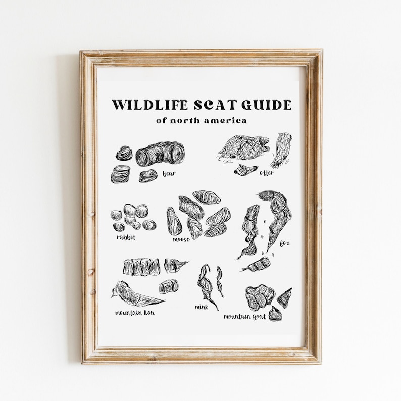 PRINTABLE Animal Scat Poop Print Wilderness Woodland Wildlife Nature ...