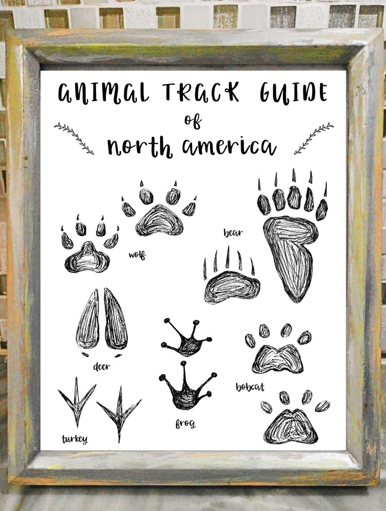 PRINTABLE Animal Track Print Guide, Wilderness Wildlife Hunting ...