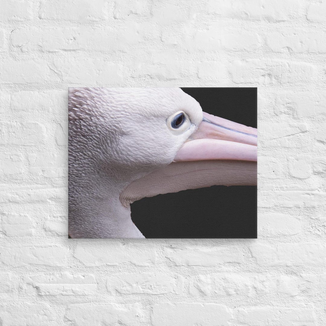 Pelican Bird Face Photography on Canvas Wall Art - Etsy