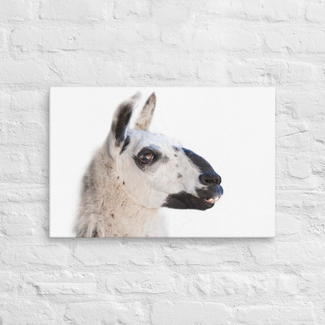 Handsome Llama Photography on Canvas Wall Art - Etsy