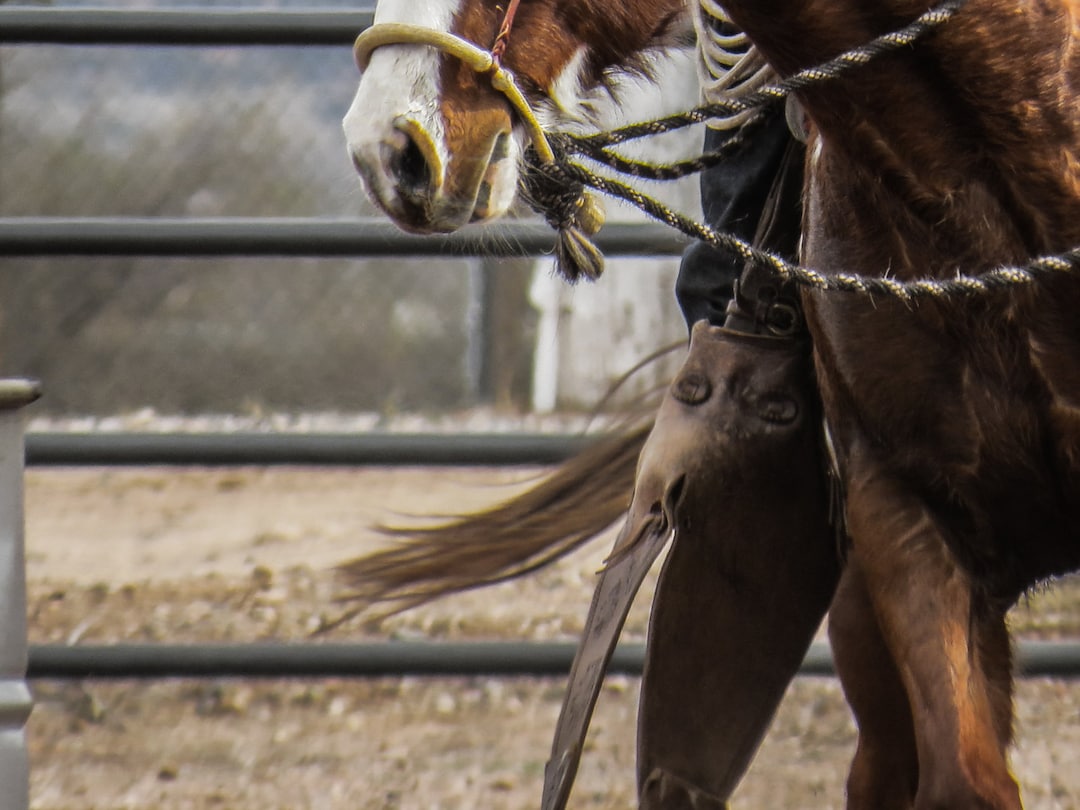 Horse Wearing Hackamore Wall Art - Etsy