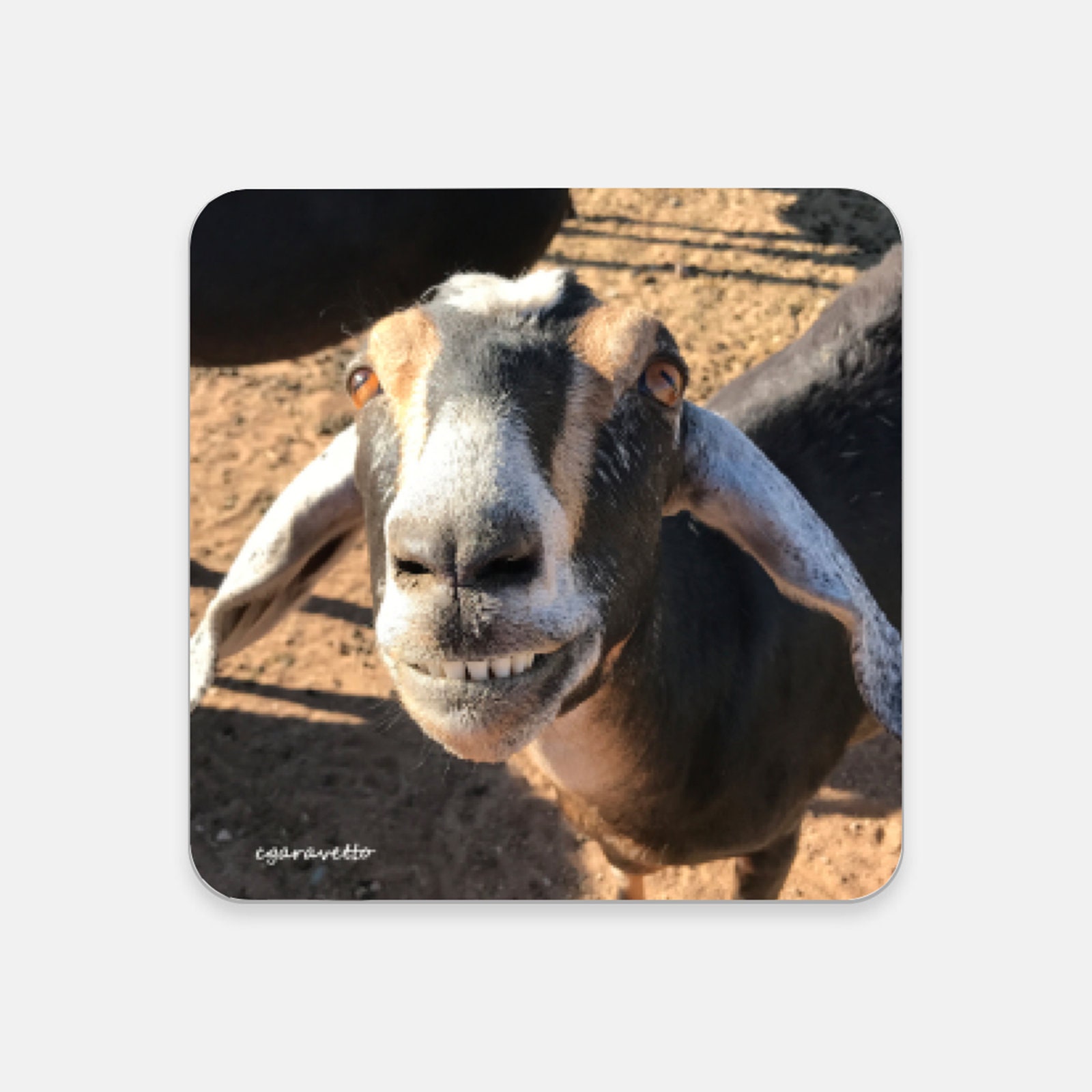 Smiling Goat Animal on a Drink Coaster- Artwork Coaster - Etsy