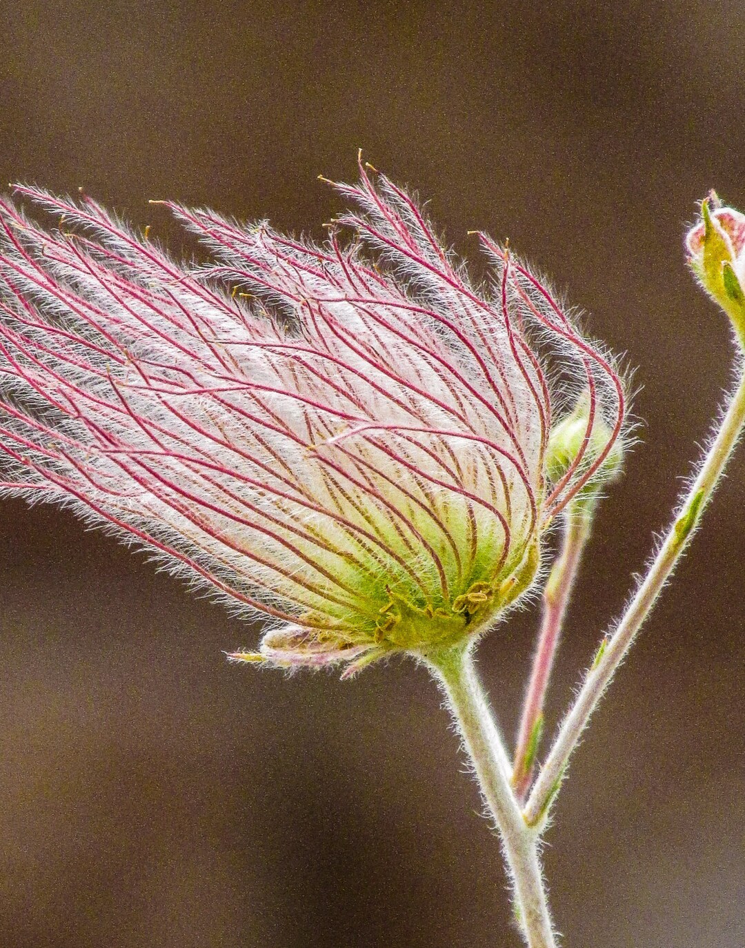 Apache Plume Flower Photograph - Etsy