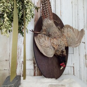 Awesome Antique Pheasant Taxidermy, Real Taxidermy, Taxidermy Bird, Pheasant on Wooden Board ...