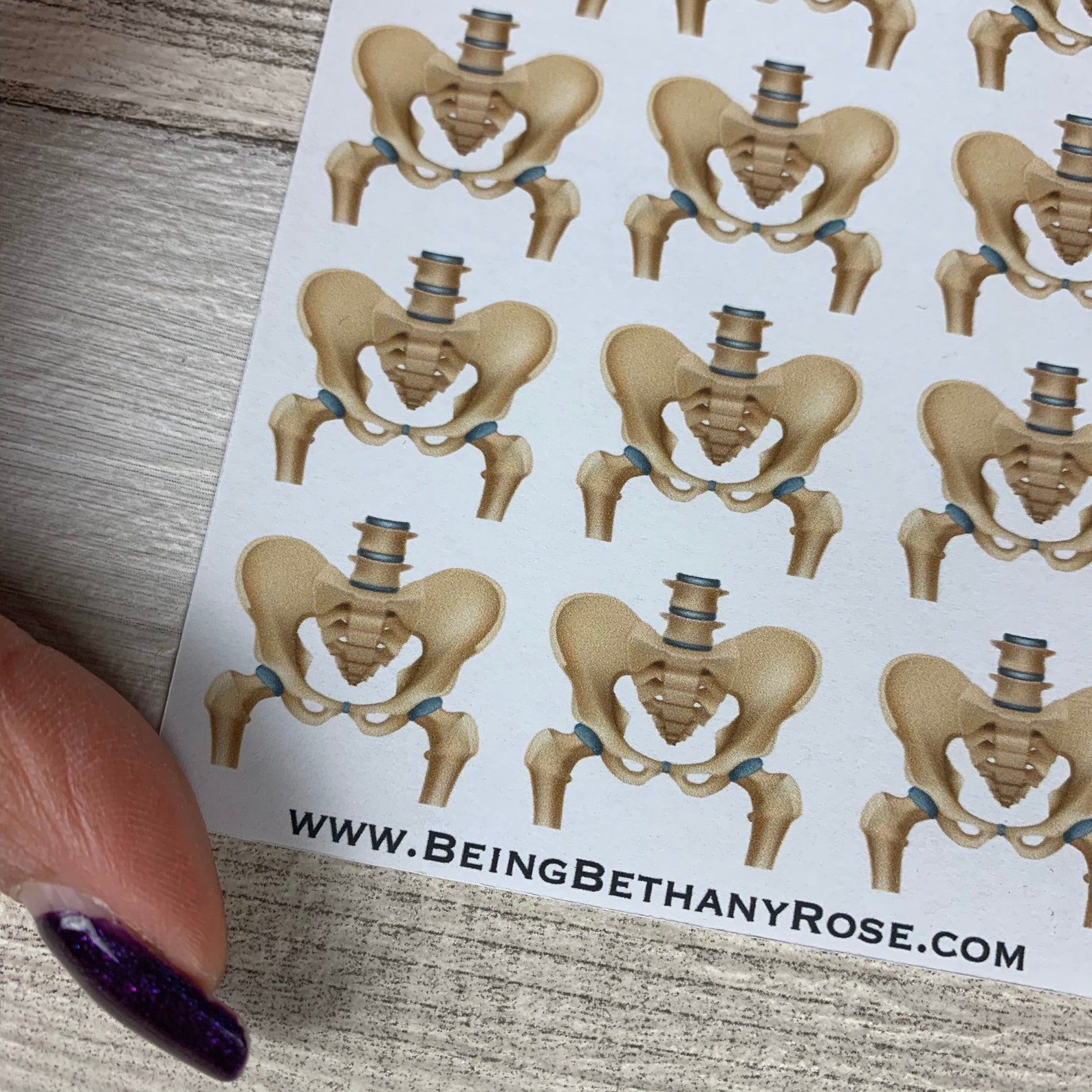Anatomy Stickers (skull Ribs Pelvis Spine) Stickers for Erin Condren ...