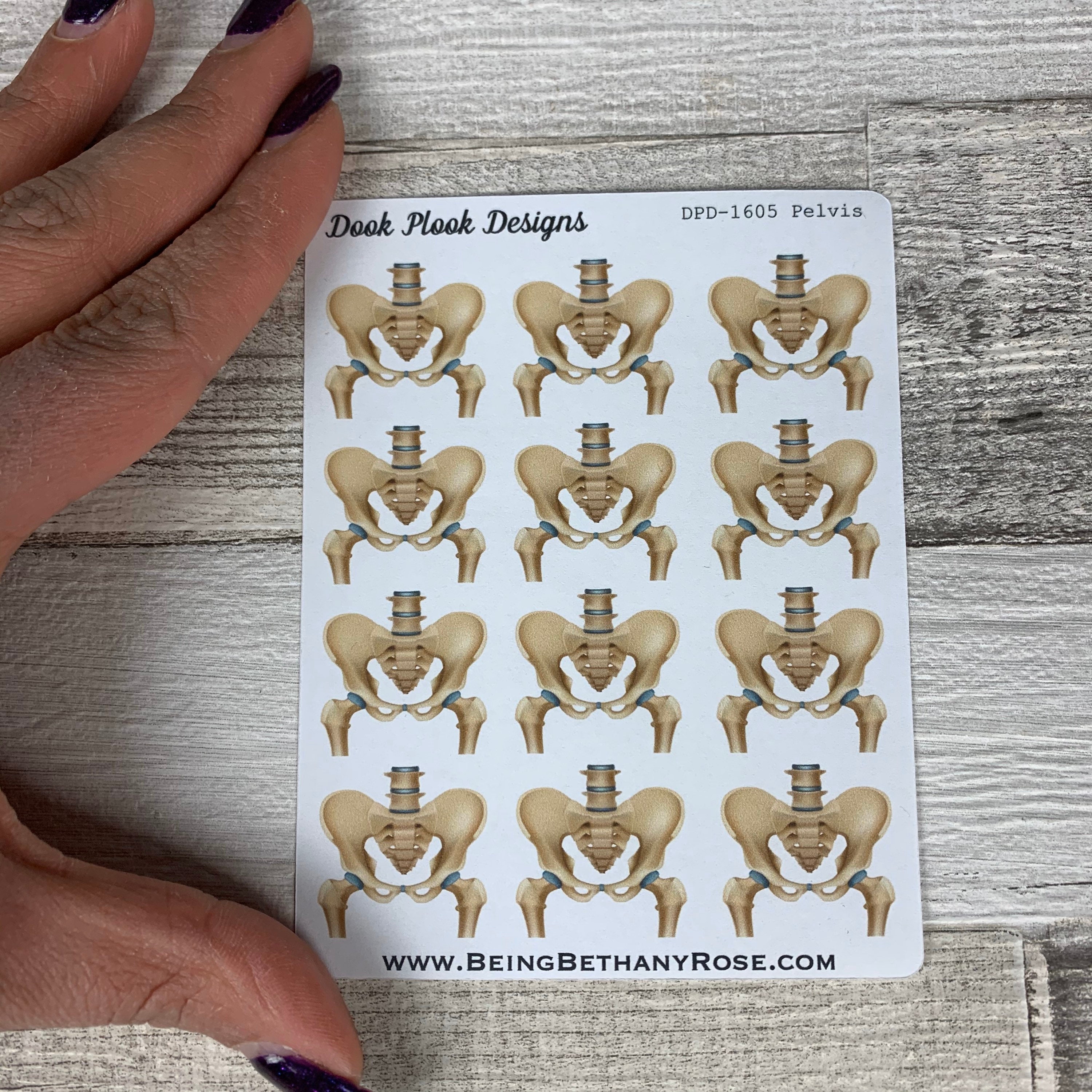 Anatomy Stickers (skull Ribs Pelvis Spine) Stickers for Erin Condren ...