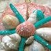 Coral and Turquoise Seashell Sand Dollar Ornament, Beach Wedding Favor ...