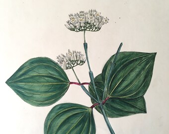 Antique botanical | Etsy