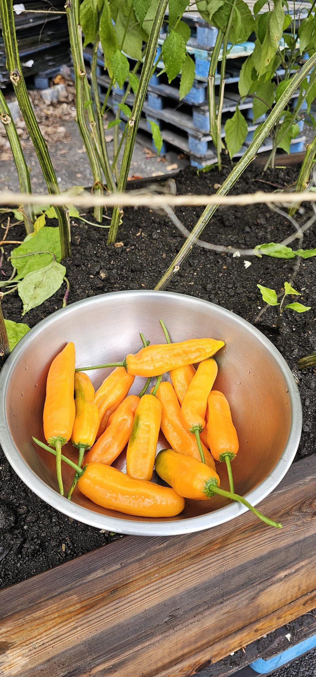Aji Amarillo Seeds (50 Ea+) 100% Organic - Peru, Aji Escabeche ...