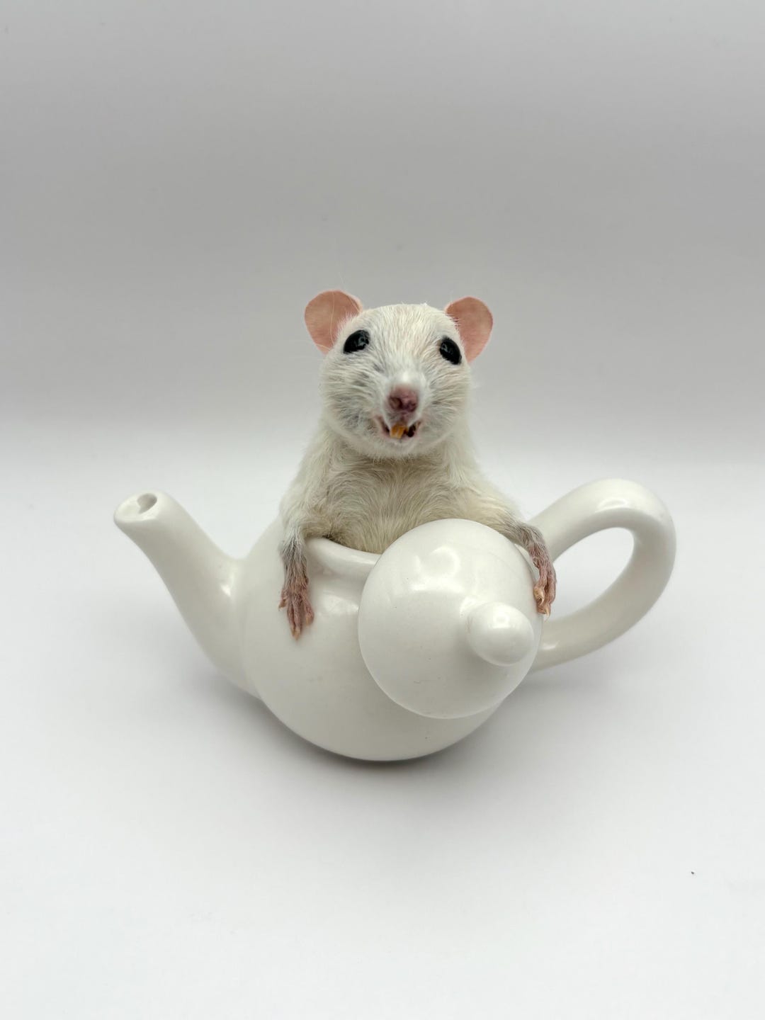 Real Taxidermy Rat in White Teapot –whimsical Gothic Decor Handmade ...