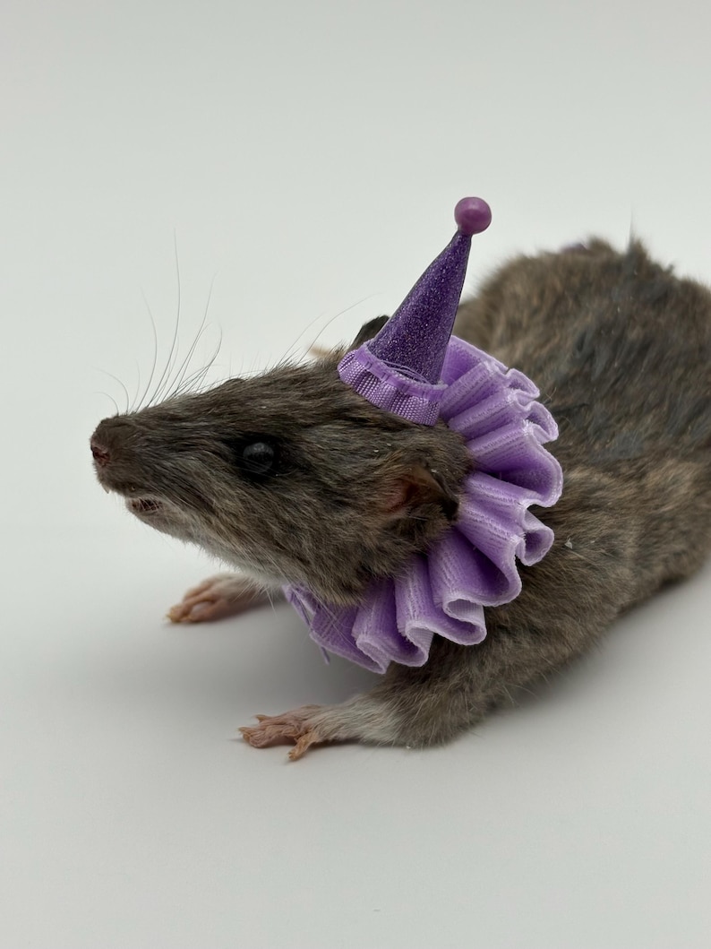 Purple Party Clown Rat Laying Down Taxidermy–decor Handmade Unique ...