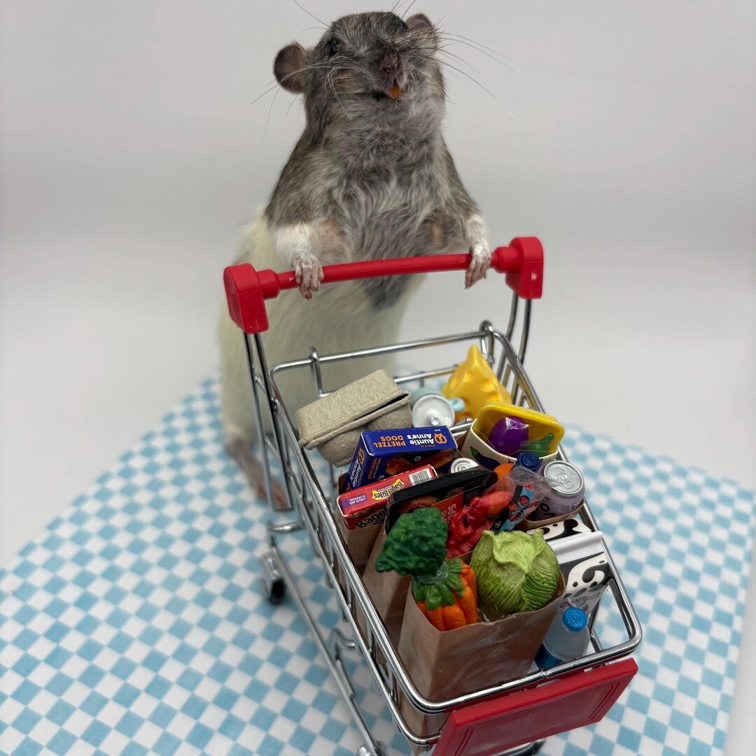 Grocery Shopping Rat Taxidermy | Miniature Food Groceries Mini Cart ...