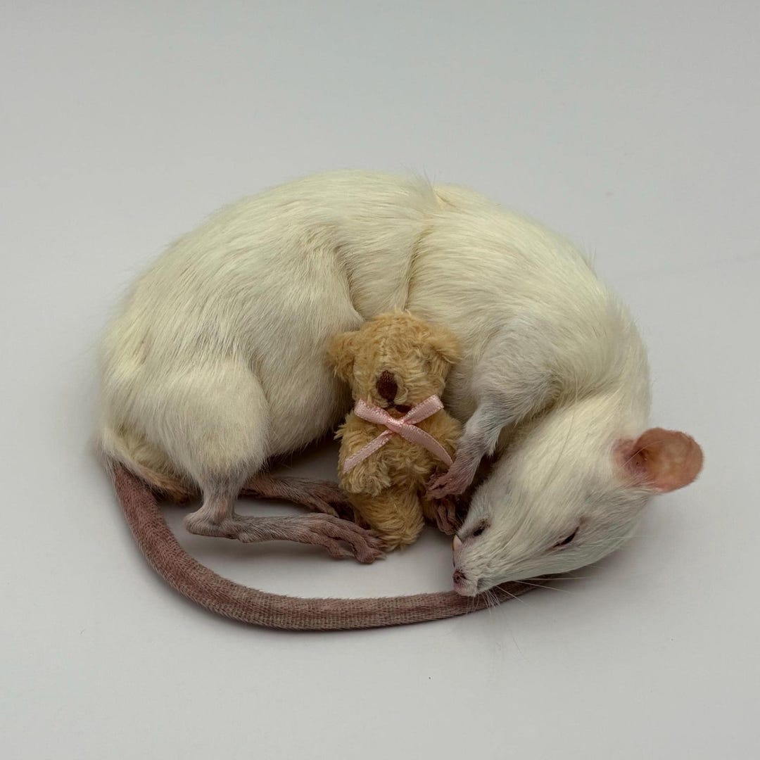 Sleeping White Rat Taxidermy Cuddling With Teddy Bear and Pink Bow ...