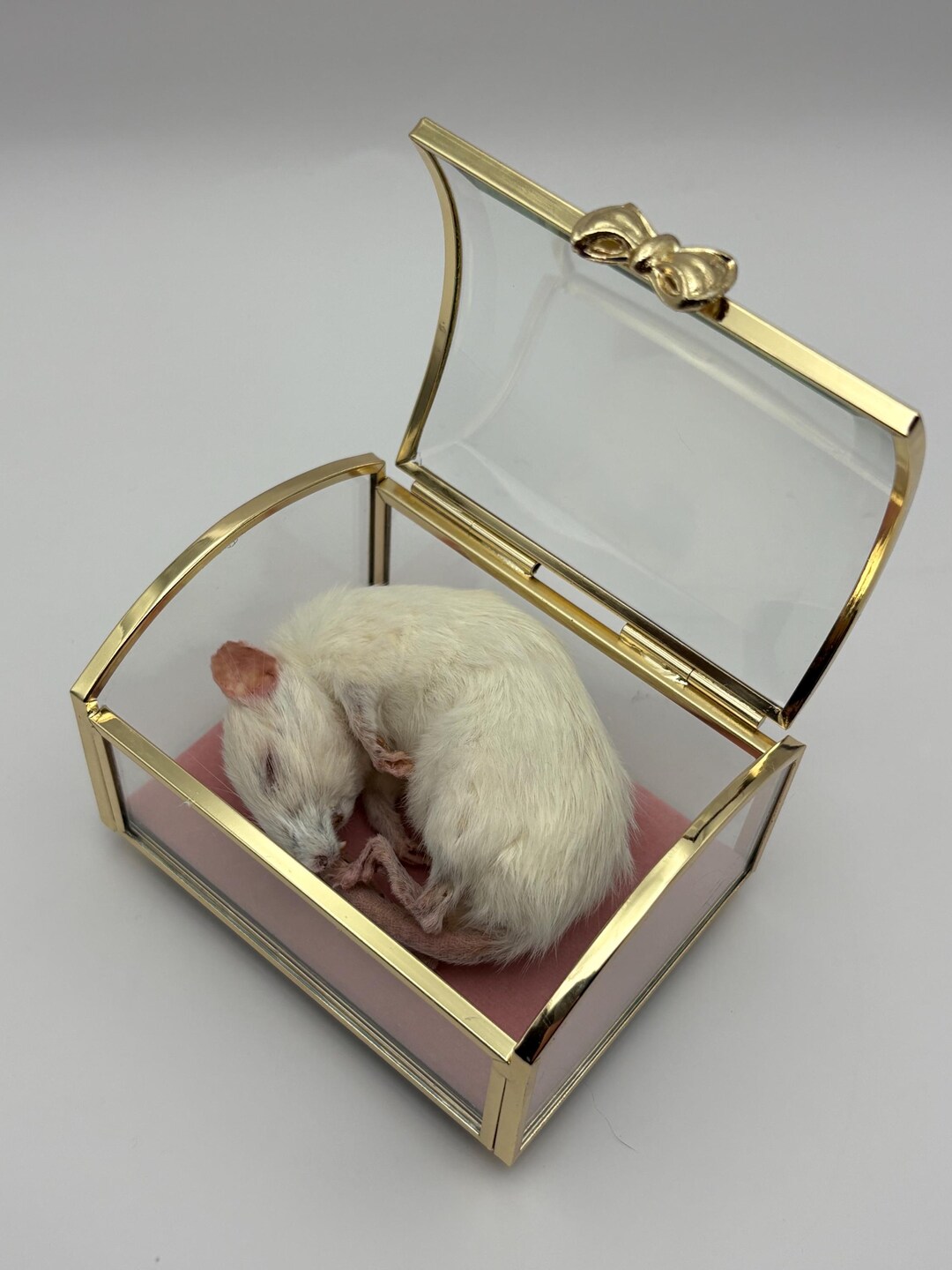 Sleeping White Rat Taxidermy in Gold Glass Box on Pink Velvet Cushion ...