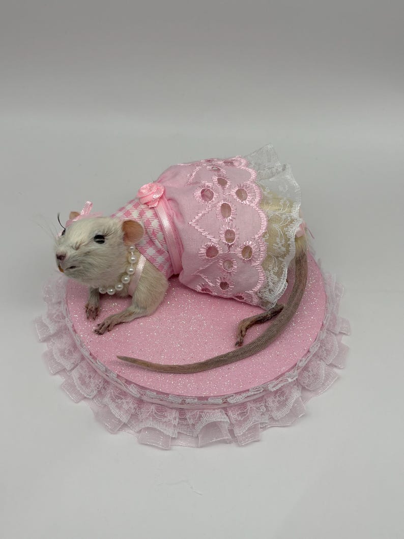 Rat Taxidermy Pink Princess | Whimsical Fun OOAK Oddities Preserved ...