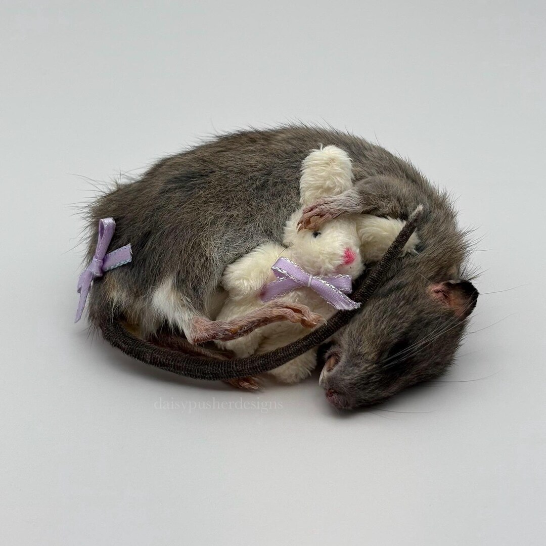 Sleeping Grey Rat Taxidermy Cuddling With Bunny Teddy Bear- Oddities ...