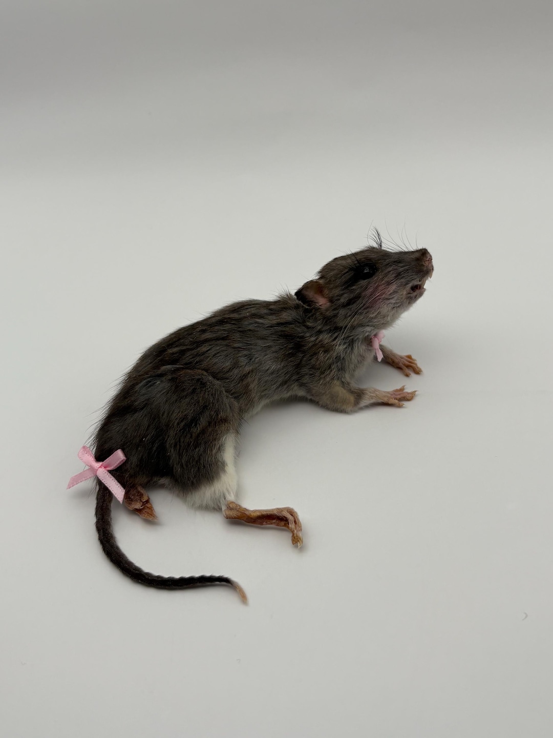 Pink Bow Rat Taxidermy Laying Down Preserved Rats Decor Handmade Unique ...