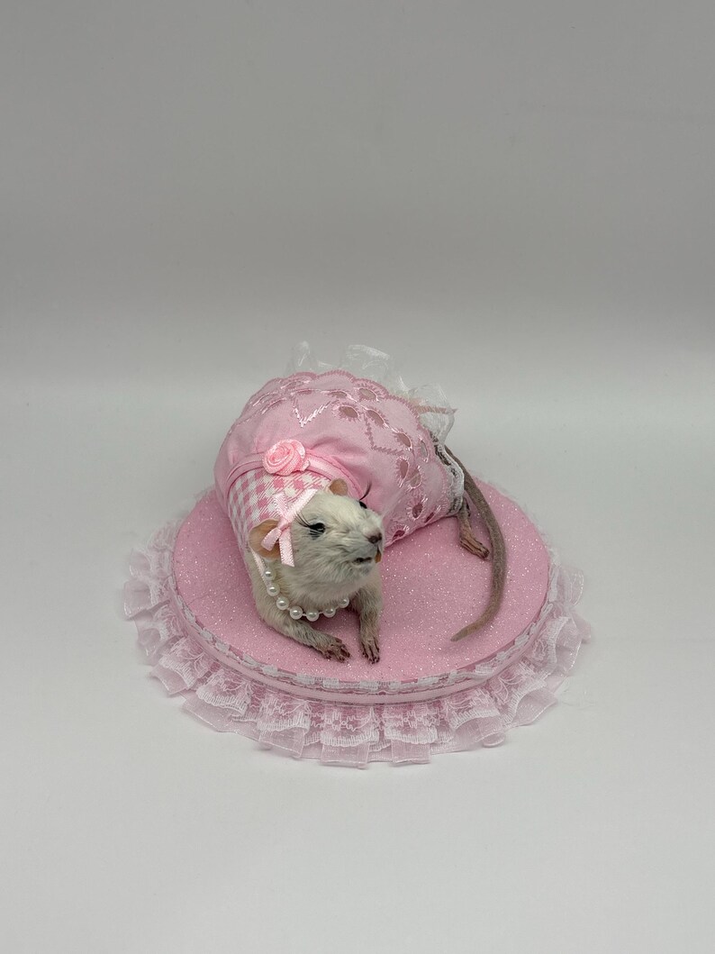 Rat Taxidermy Pink Princess | Whimsical Fun OOAK Oddities Preserved ...