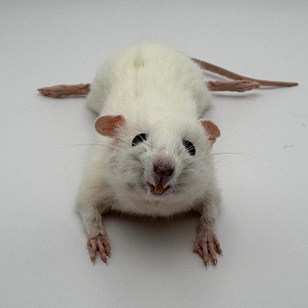 Lounging Larry Taxidermy Rat- Real Specimen Oddities Curiosities Decor ...