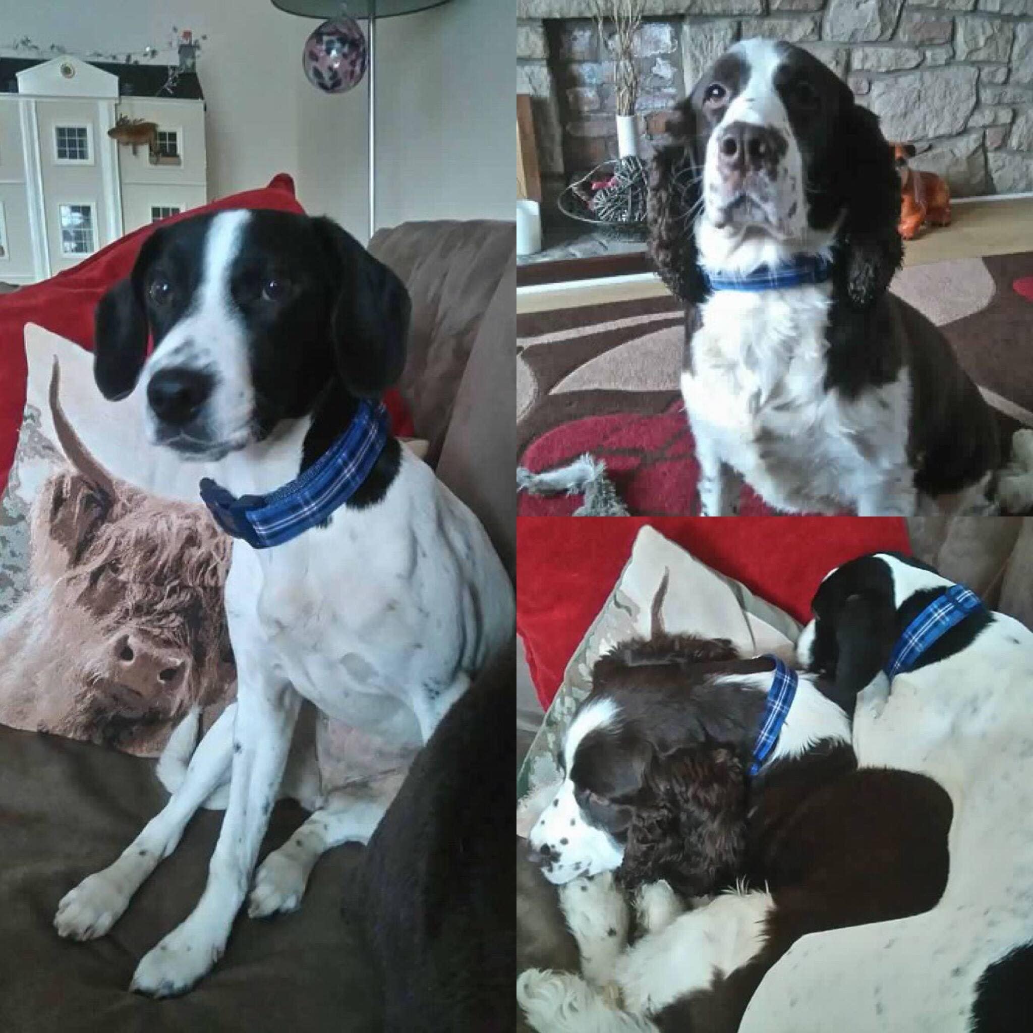 Beagle Springer Spaniel Mix