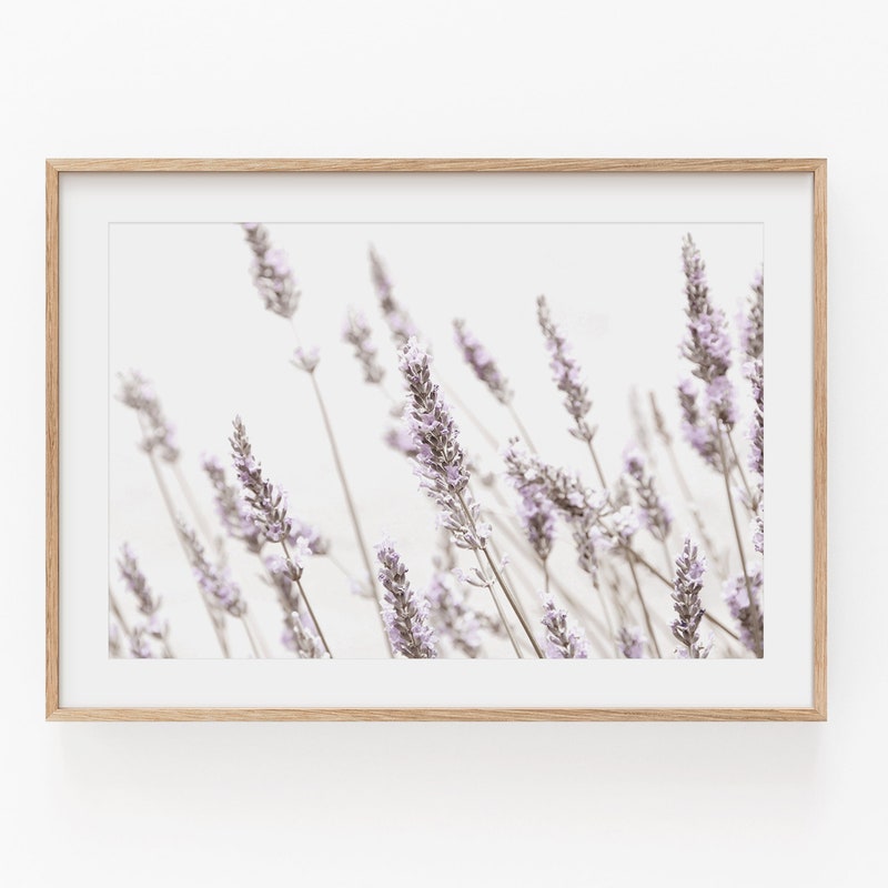 Lavender Print - Etsy