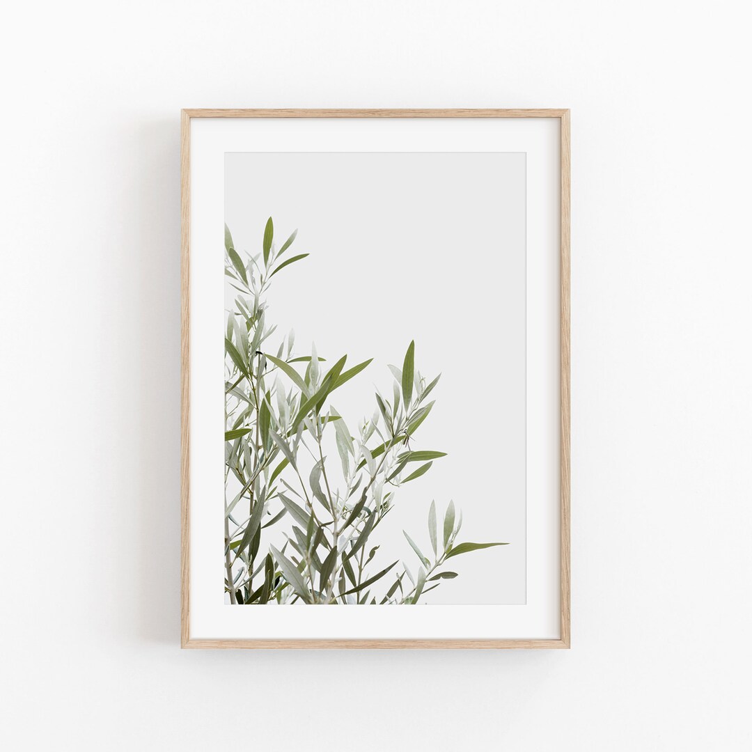 Olive Tree Botanical Art Print: Farmhouse Wall Decor (digital Download ...