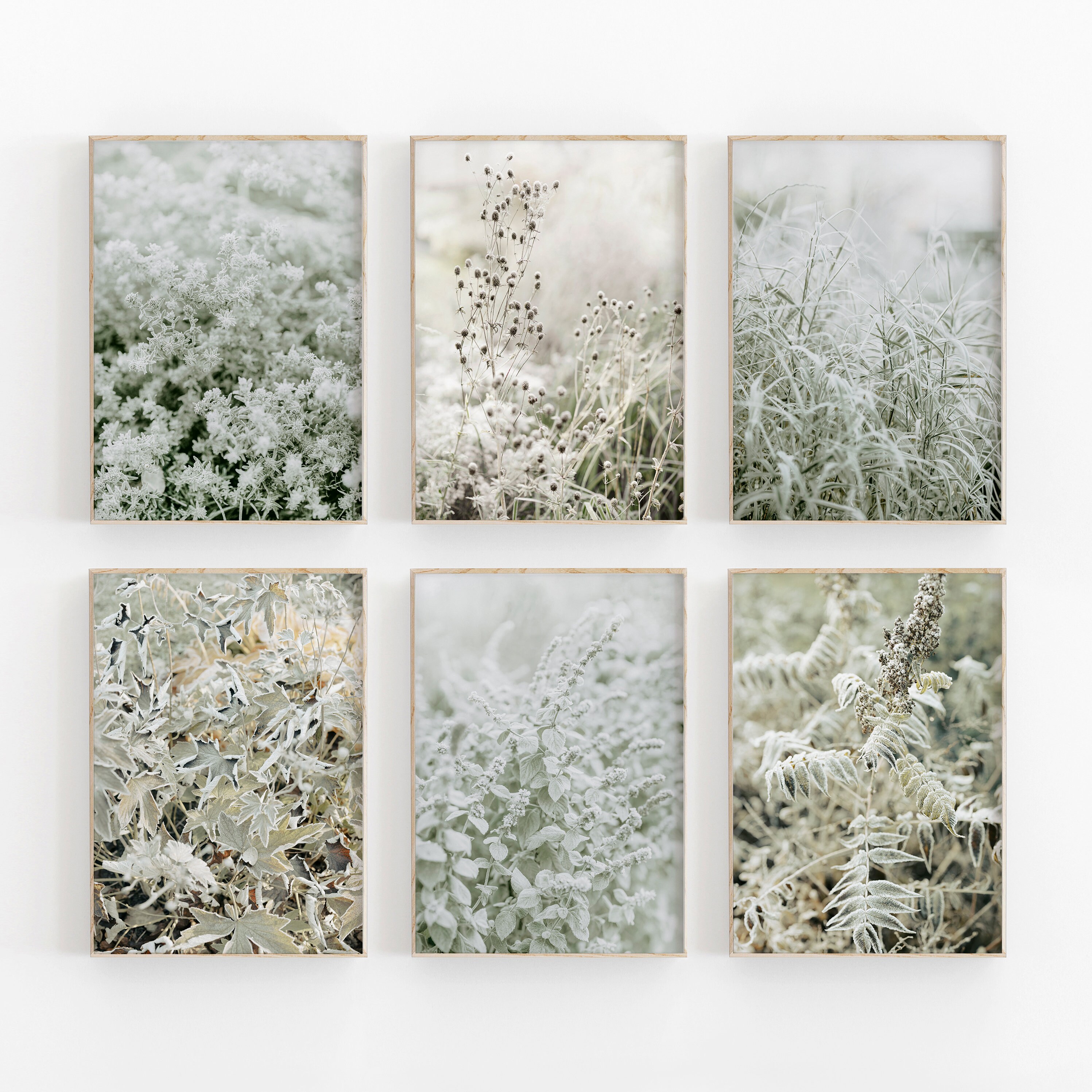 Botanical Print Set of 6 Nature Wall Decor Plant Photography - Etsy