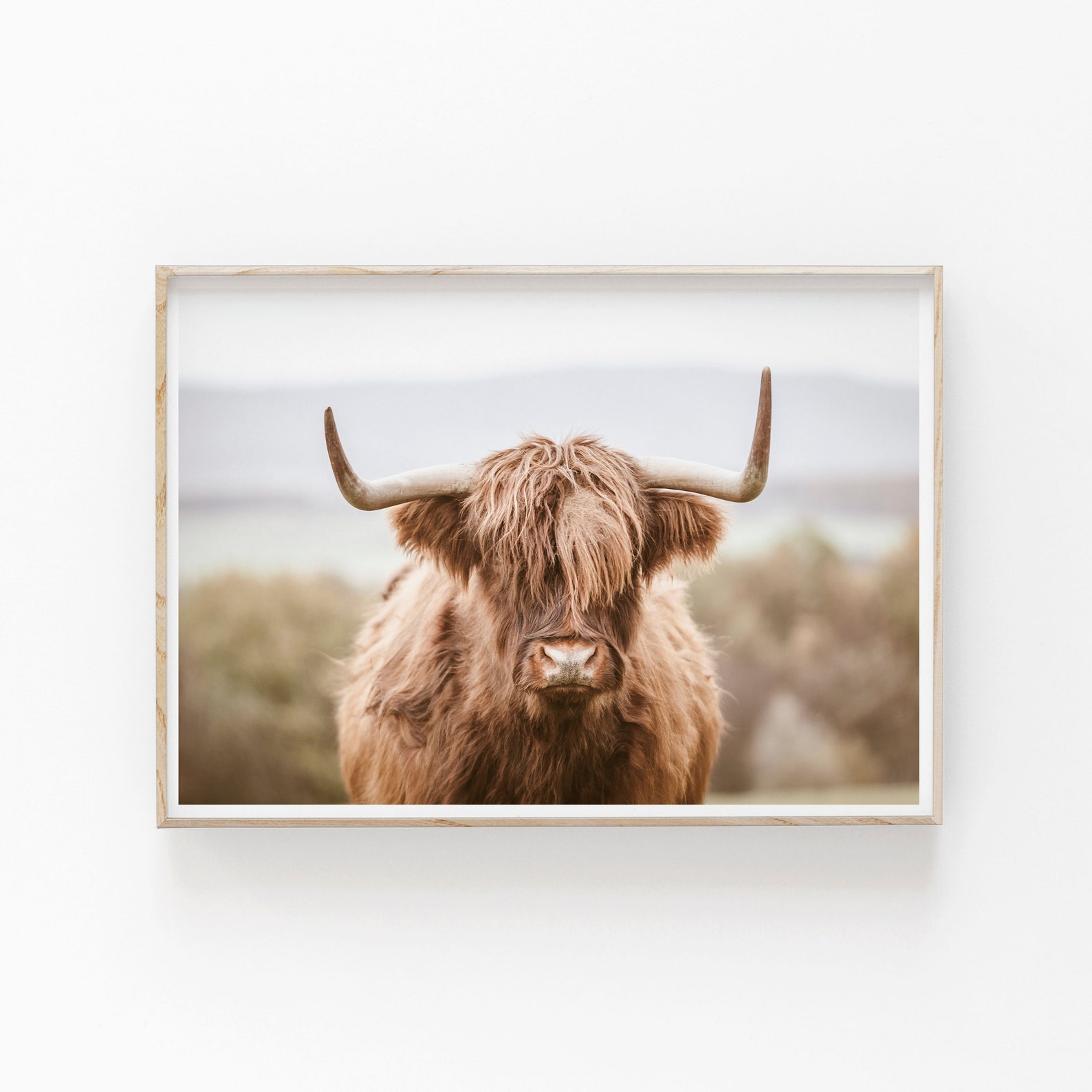 Highland Cow Print: Rustic Farmhouse Wall Art (digital Download) - Etsy