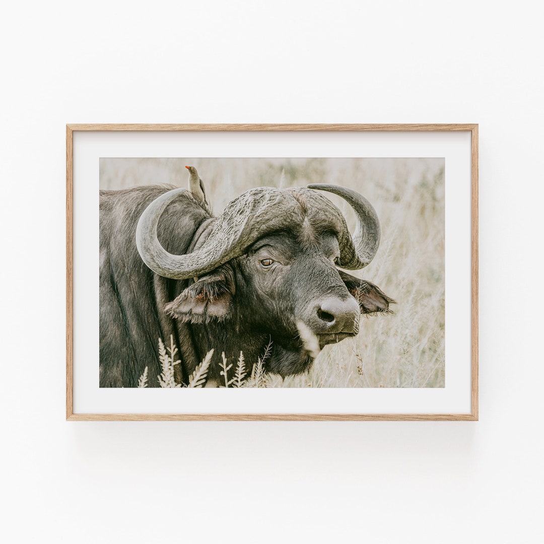 Buffalo Landscape Photography Art Print: Rustic Farmhouse Decor ...