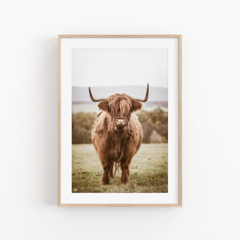 Highland Cow Wall Art - Etsy
