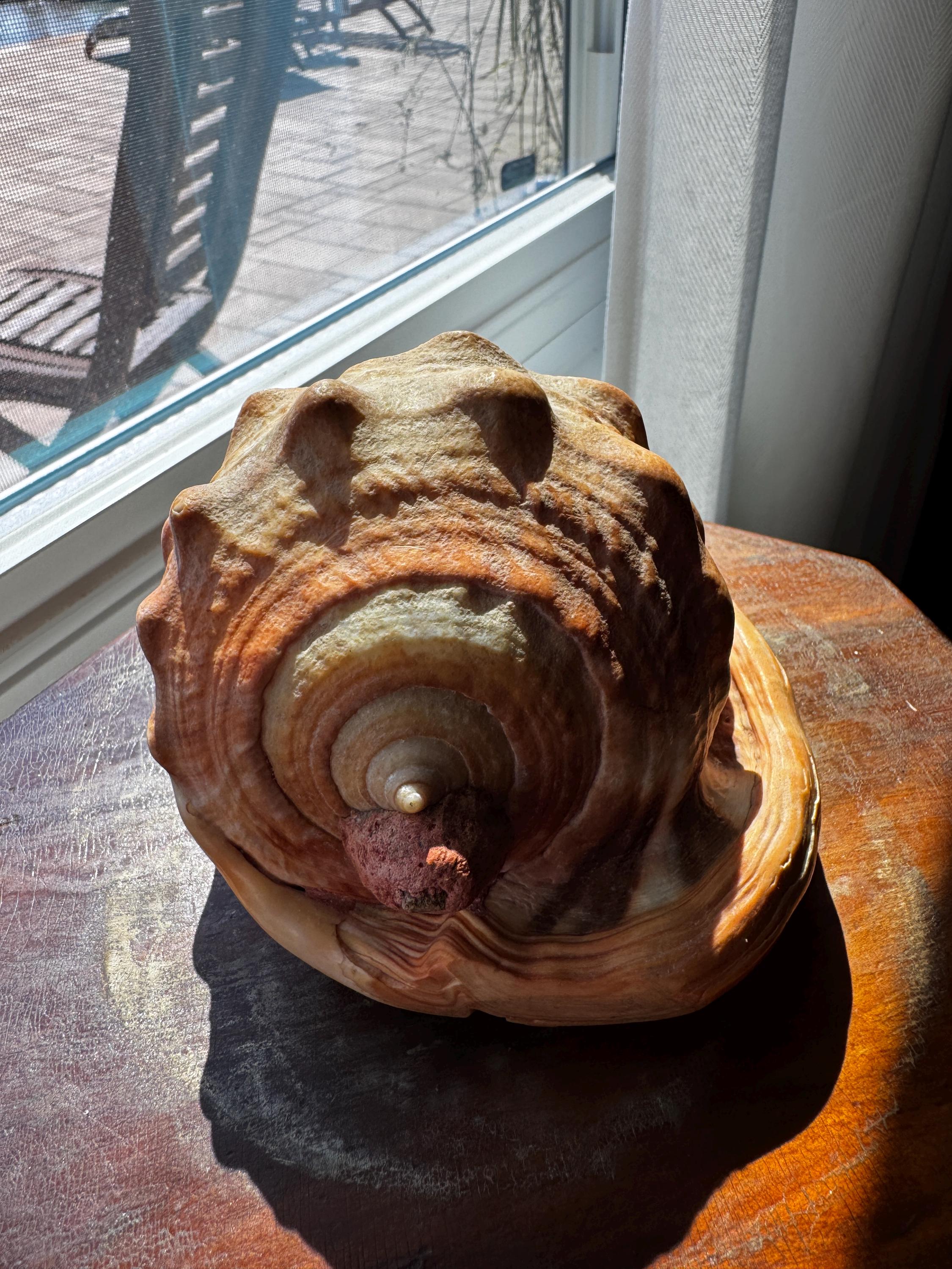 Vintage Engraved Conch Shell | Coastal Boho Decor | Ocean Goddess ...